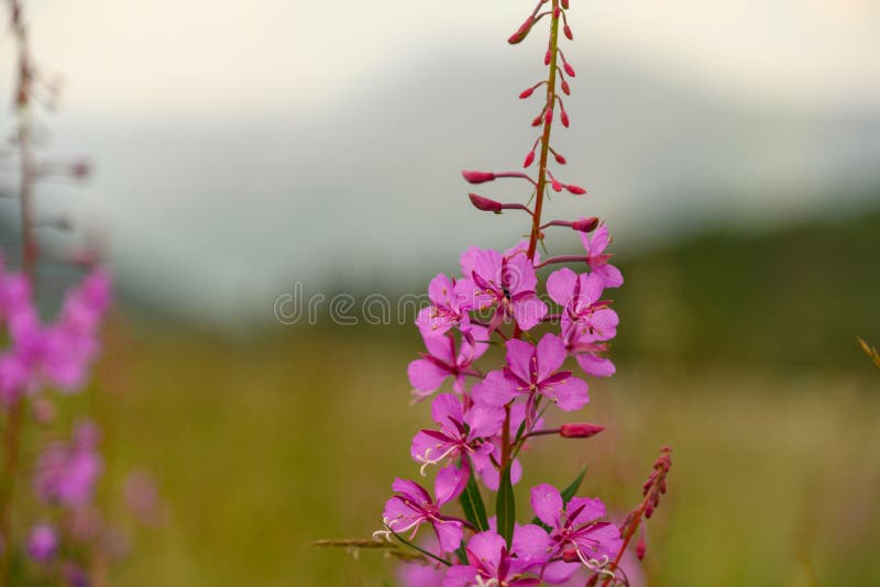 Selective Focus Shot of a Fireweed in the Brooks Range of Alaska Stock ...