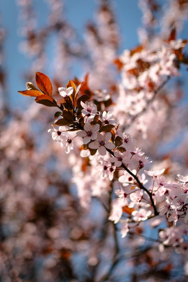 Selective Focus Shot of Flowering Tree Branch Stock Photo - Image of ...