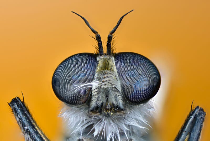 Selective Focus Shot of Fly S Compound Eyes Isolated on Yellow ...