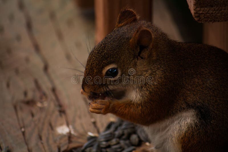 Selective Focus Shot of a Forest Squirrel Eating Seeds Stock Photo ...