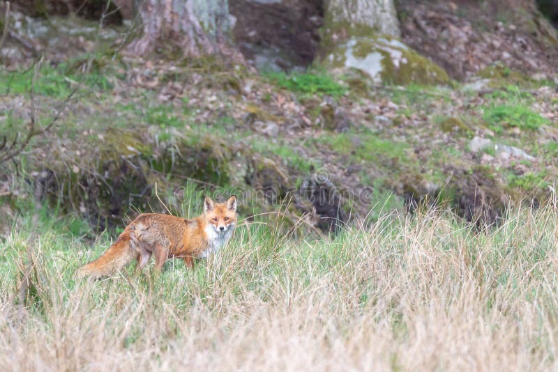 Selective Focus Shot of a Fox in the Distance while Looking Towards the ...