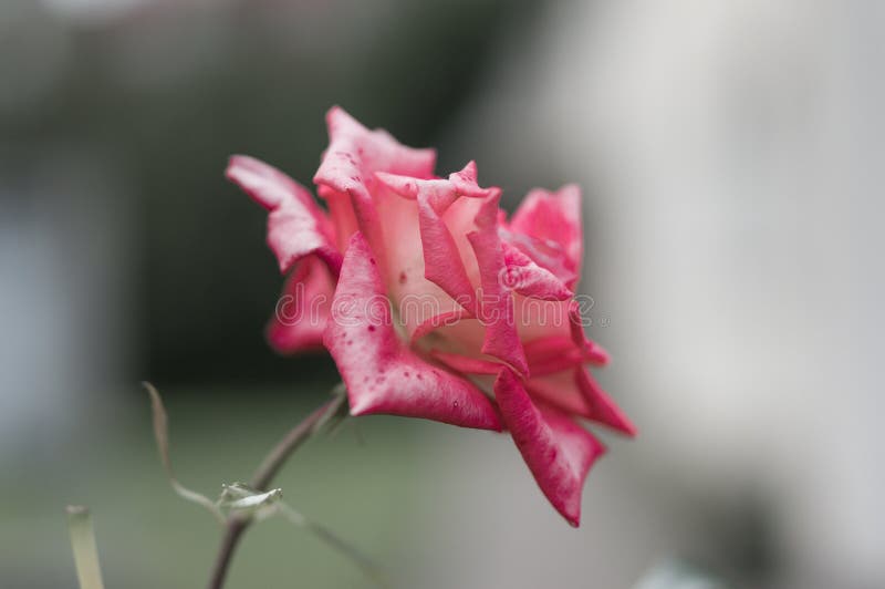 Selective Focus Shot of Fresh Pink Rose in the Garden Stock Photo ...