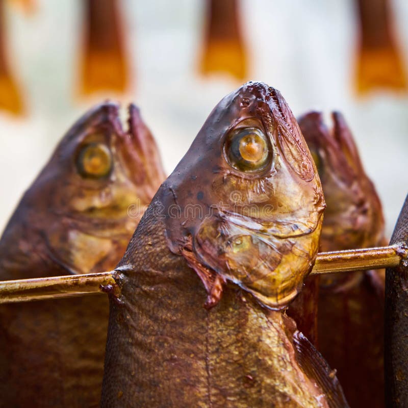 Sick Fish In Water Near At The Coast Stock Photo - Image of background ...