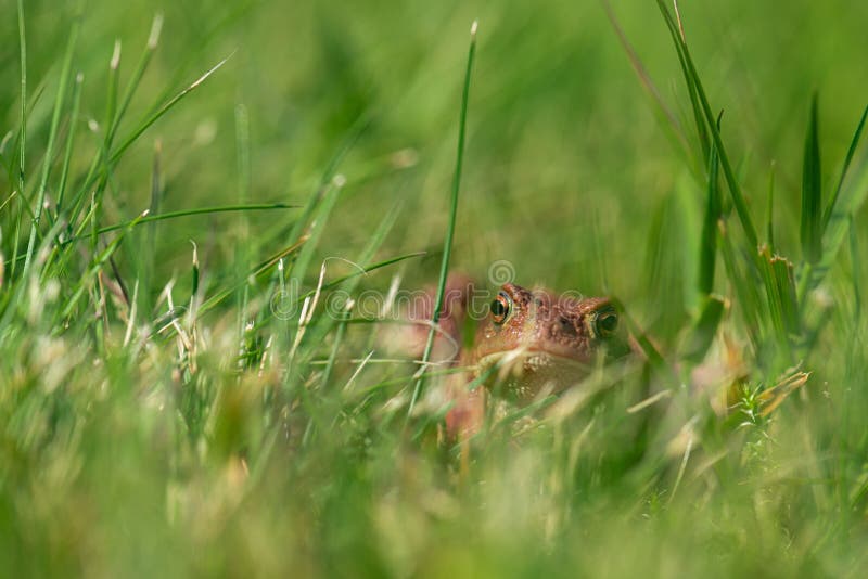 Selective Focus Shot of Frog in Green Grass Field Stock Image - Image ...