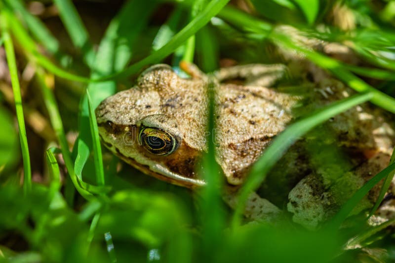 Selective Focus Shot of a Frog in the Middle of Grass with a Blurred ...