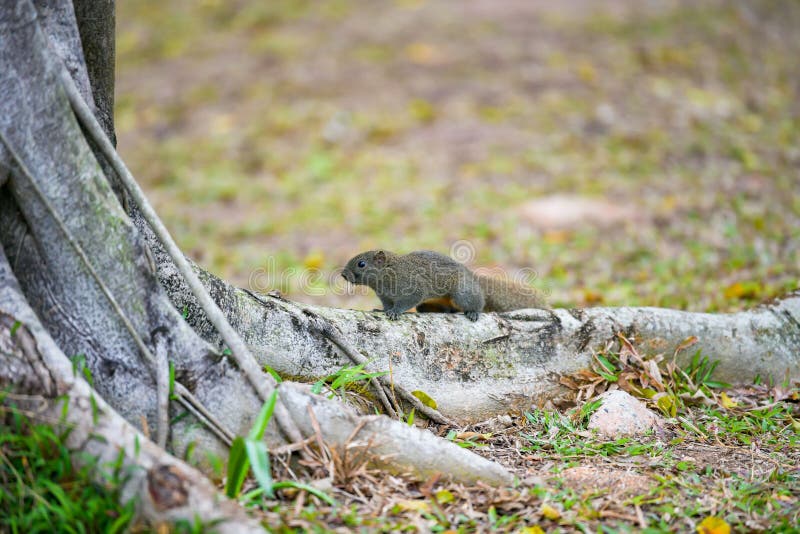 Selective Focus Shot of a Furry Squirrel Walking on Tree Roots Outdoor ...
