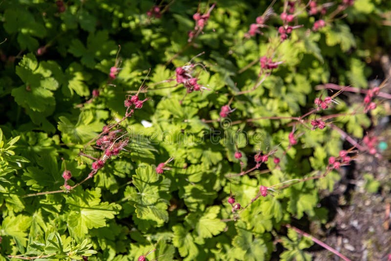 Selective Focus Shot of Geranium Macrorrhizum in a Garden Stock Photo ...