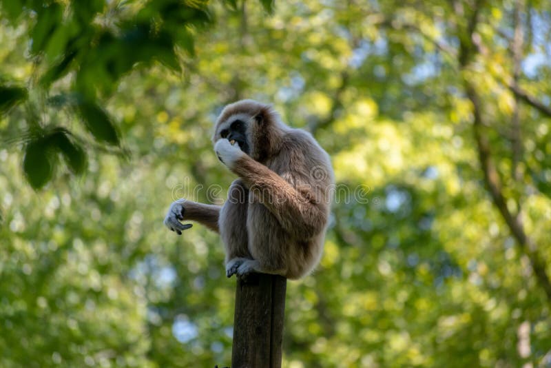 Gibbon monkey stock photo. Image of watchful, nice, hanging - 10406556