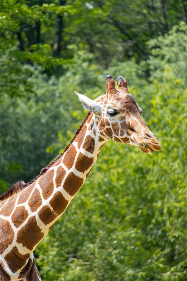 Selective Focus Shot of a Giraffe Surrounded by Lush Trees in a Zoo ...