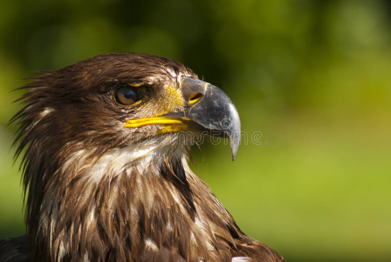 Selective Focus Shot of a Golden Eagle Face Stock Image - Image of ...