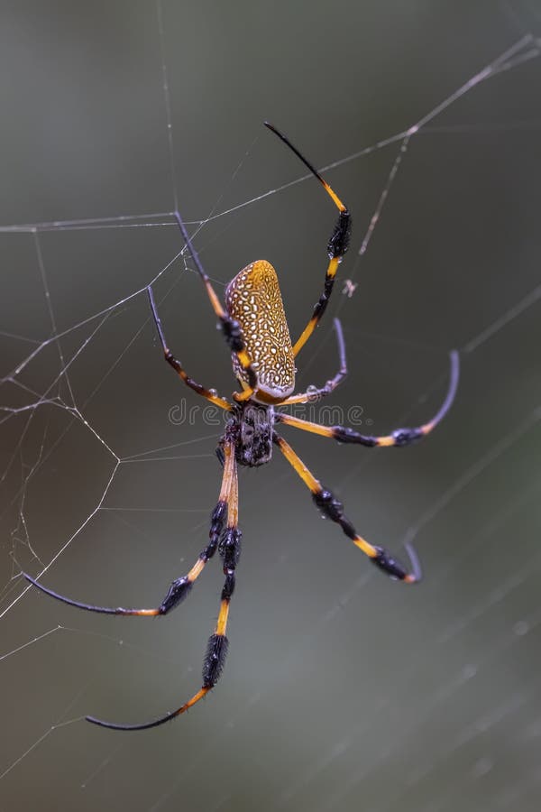 Selective Focus Shot of a Golden Silk Orb-weaver Spider on a Cobweb ...