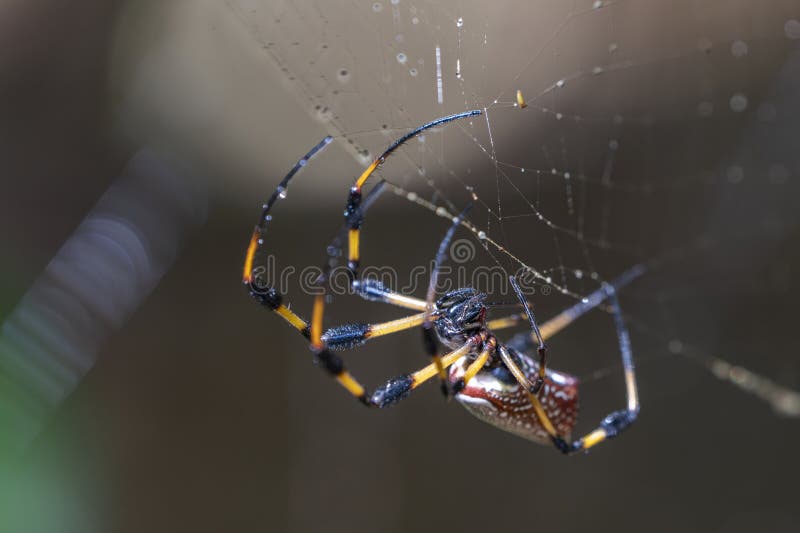 Selective Focus Shot of a Golden Silk Orb-weaver Spider on a Cobweb ...