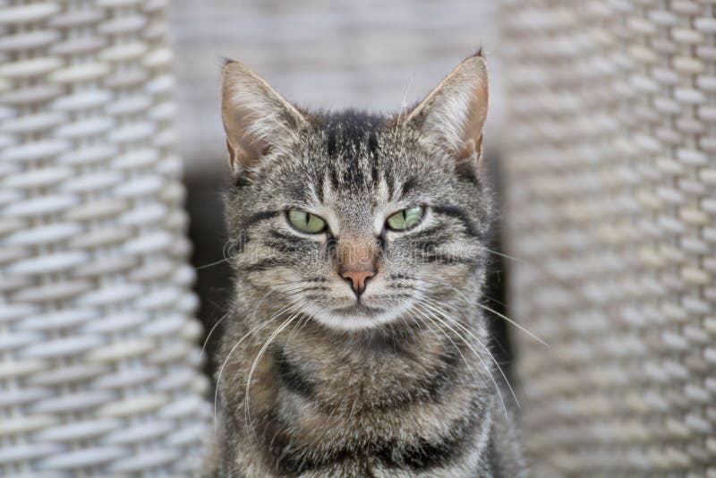 Selective Focus Shot of a Gray Cat with an Angry Cat Face with a ...