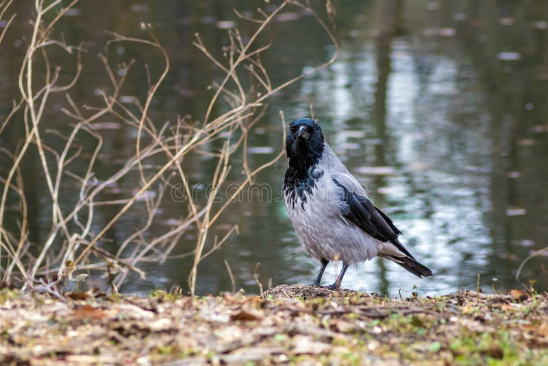 Selective Focus Shot of a Gray Crow Stands on the Edge of the Water ...