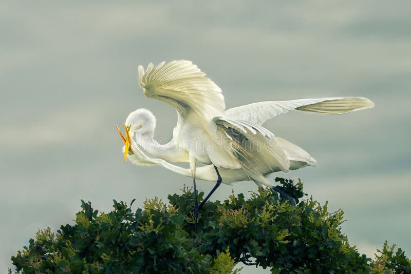 Selective Focus Shot of Great Egrets on a Tree Stock Photo - Image of ...