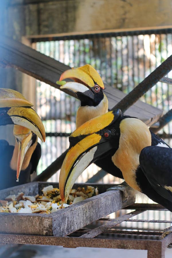 A Selective Focus Shot of Great Hornbill Birds are Eating Together at ...