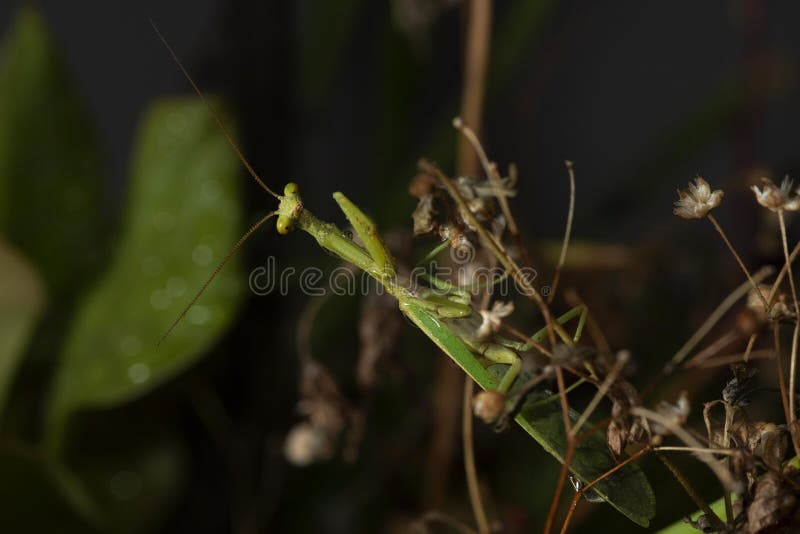 Selective Focus Shot of a Green Net-winged Insect in a Natural ...