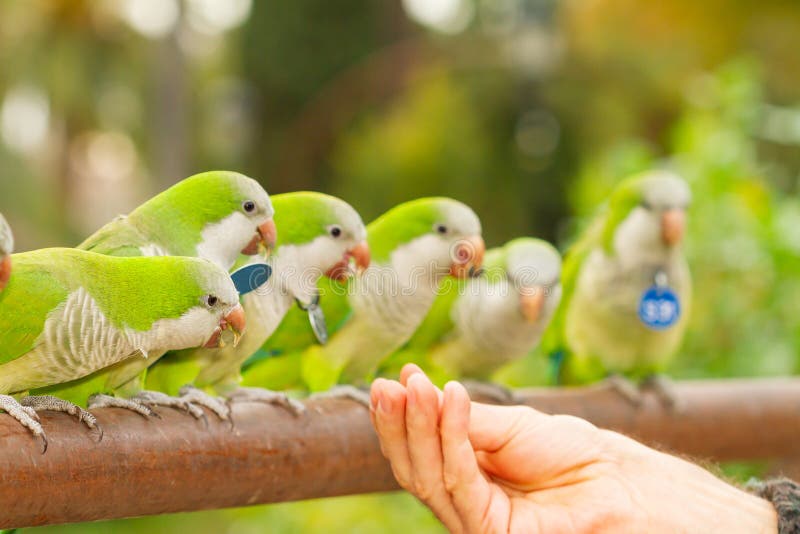Selective Focus Shot of a Group of Green-white Wild Parakeets Fed by a ...