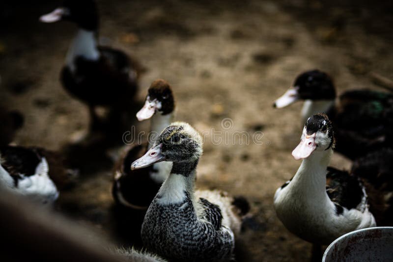 Selective Focus Shot of Grouped Ducks Under Spotted Light Stock Image ...