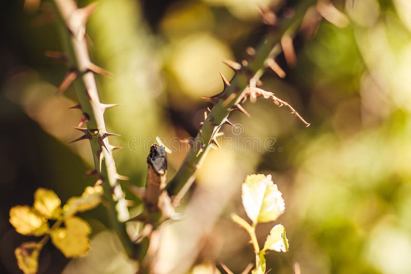 Selective Focus Shot of a Growing Rose with Sharp Prickles Stock Image ...