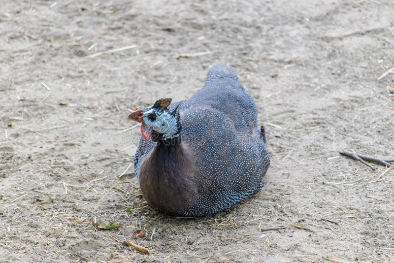 Selective Focus Shot of Guinea Fowl Sitting on the Ground Stock Image ...