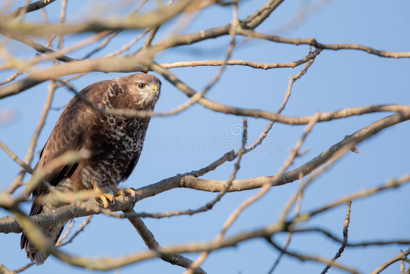 Selective Focus Shot of a Hawk on a Tree Branch Under the Blue Sky ...