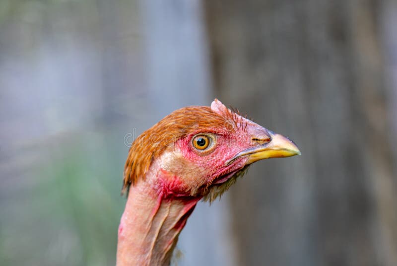 Selective Focus Shot of the Head of a Hen with a Bare Neck Stock Image ...