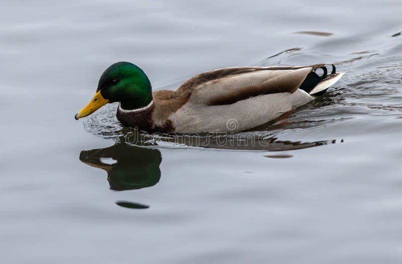 A Selective Focus Shot of the Head Male Mallard Duck Stock Image ...