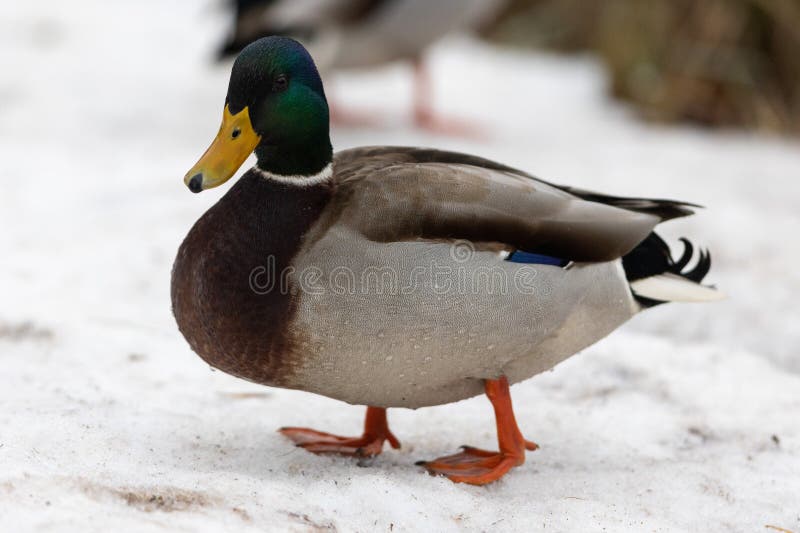 A Selective Focus Shot of the Head Male Mallard Duck Stock Photo ...