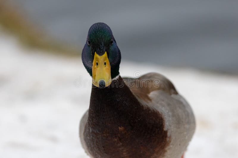 A Selective Focus Shot of the Head Male Mallard Duck Stock Image ...