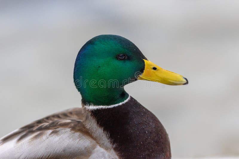 A Selective Focus Shot of the Head Male Mallard Duck Stock Image ...