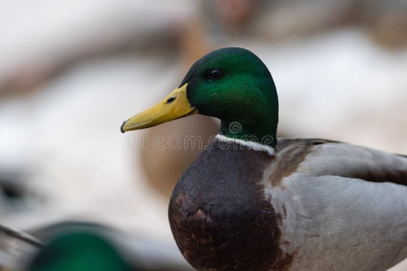 A Selective Focus Shot of the Head Male Mallard Duck Stock Photo ...