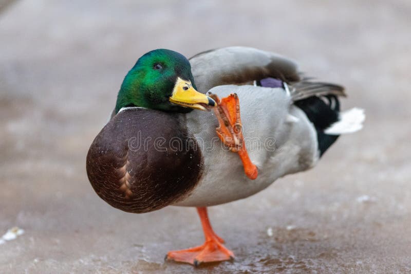 A Selective Focus Shot of the Head Male Mallard Duck Stock Image ...