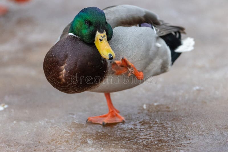 A Selective Focus Shot of the Head Male Mallard Duck Stock Image ...