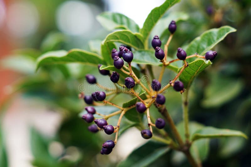 Selective Focus Shot of a Huckleberry Branch Stock Photo - Image of ...