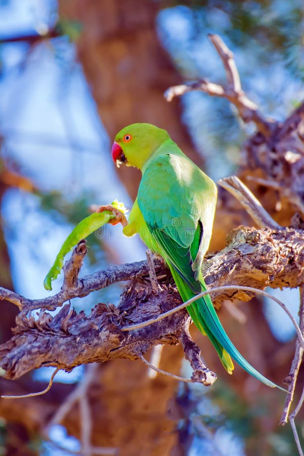 Selective Focus Shot of the Indian Ring-necked Parakeet Stock Photo ...