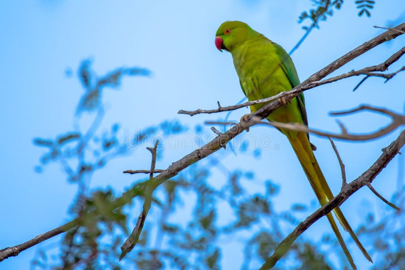 Selective Focus Shot of the Indian Ring-necked Parakeet Stock Photo ...