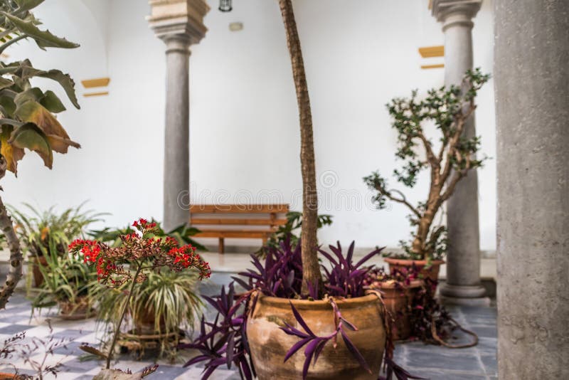 Selective Focus Shot of Indoor Plants and Old Columns of a Building ...