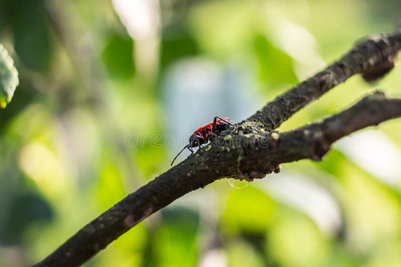 Selective Focus Shot of an Insect on a Tree Branch in the Greenery ...