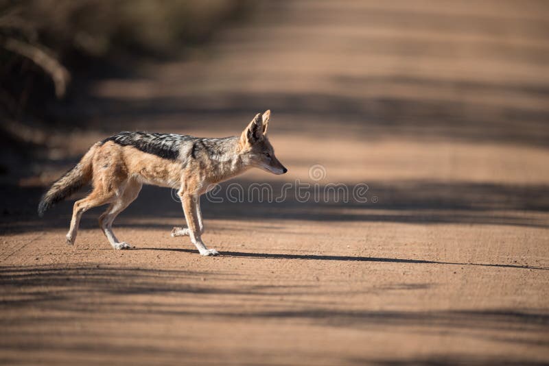Selective Focus Shot of a Jackal Walking on the Road Stock Image ...