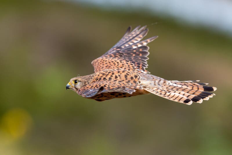 Selective Focus Shot of Kestrel in Flight Stock Image - Image of flight ...