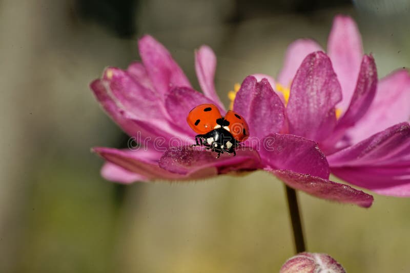Selective Focus Shot of Ladybug Crawling on Pink Flower Stock Image ...