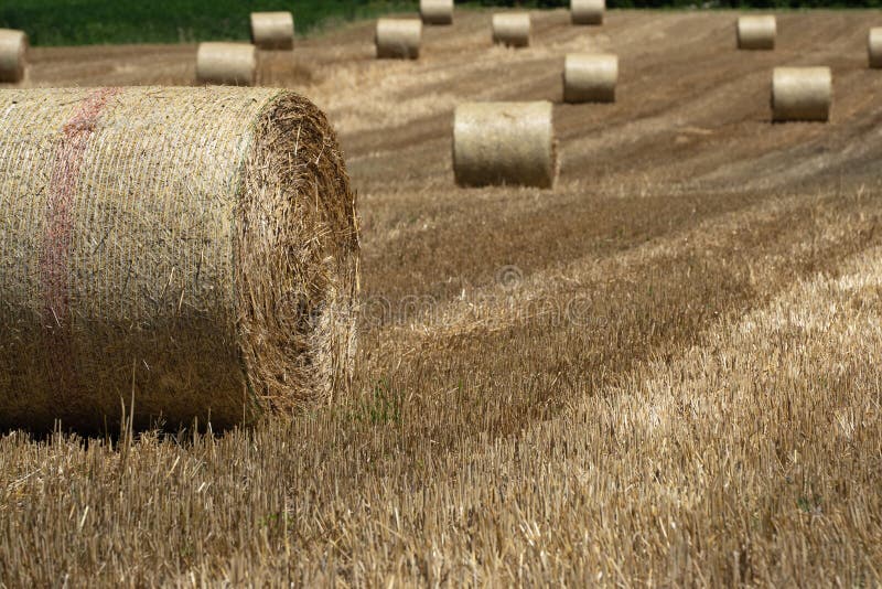 Selective Focus Shot of Large Round Straw Bale in a Swiss Stubble Field ...
