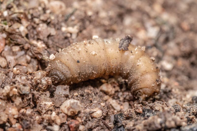 The Larva of the May Beetle Common Cockchafer or May Bug Melolontha ...