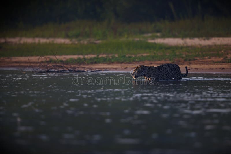 Selective Focus Shot of a Leopard Swimming in Water in Pantanal, Brasil ...
