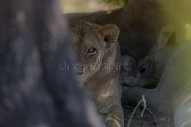 Selective Focus Shot of a Lion Laying Behind a Tree Stock Photo - Image ...