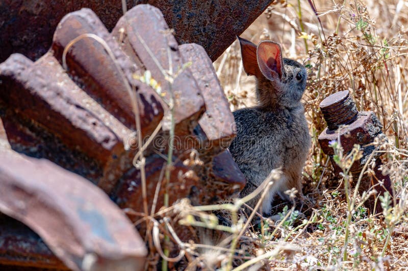 104 Rabbit Tractor Stock Photos - Free & Royalty-Free Stock Photos from ...