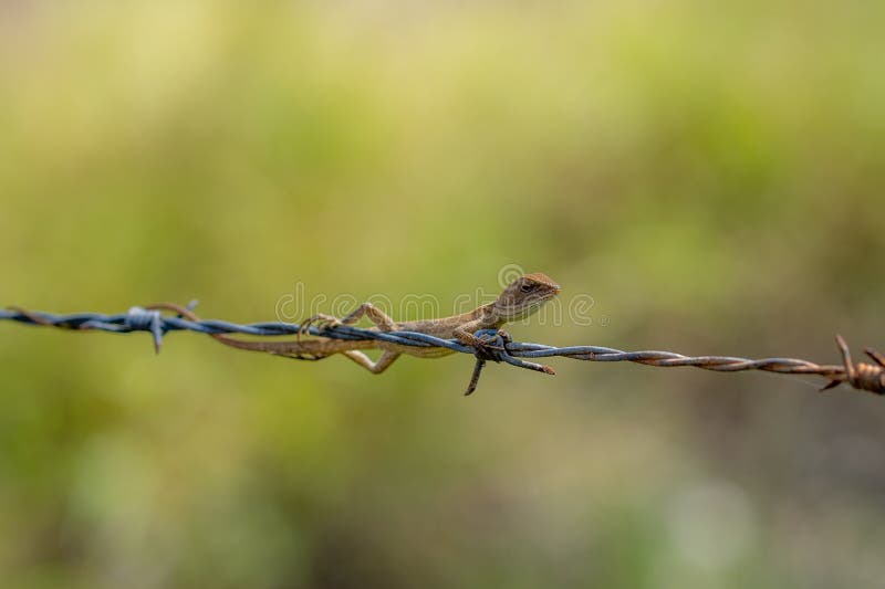 Selective Focus Shot of a Lizard Relaxing on Barbed Wire Stock Image ...