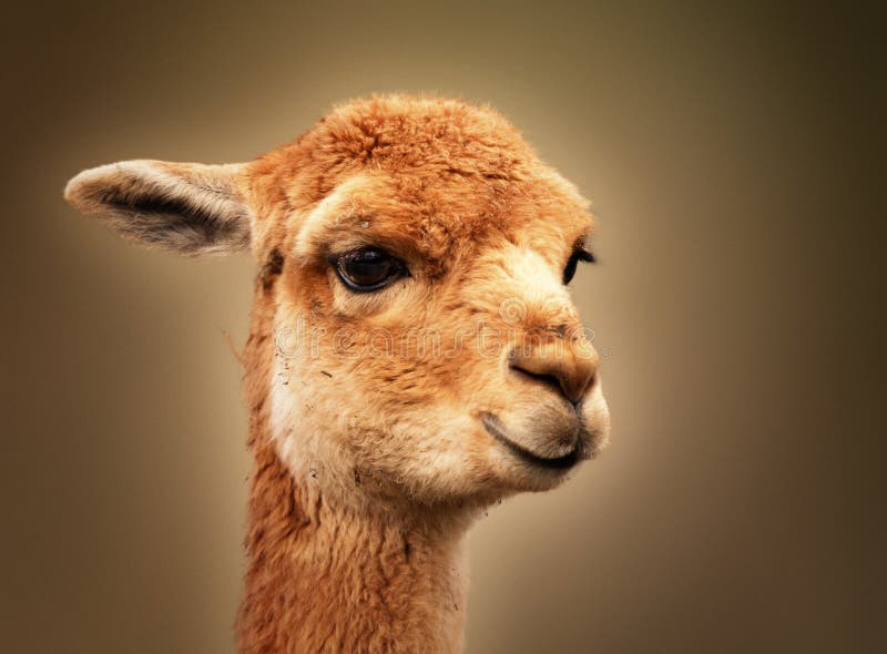 328 Orange Llama Stock Photos - Free & Royalty-Free Stock Photos from ...