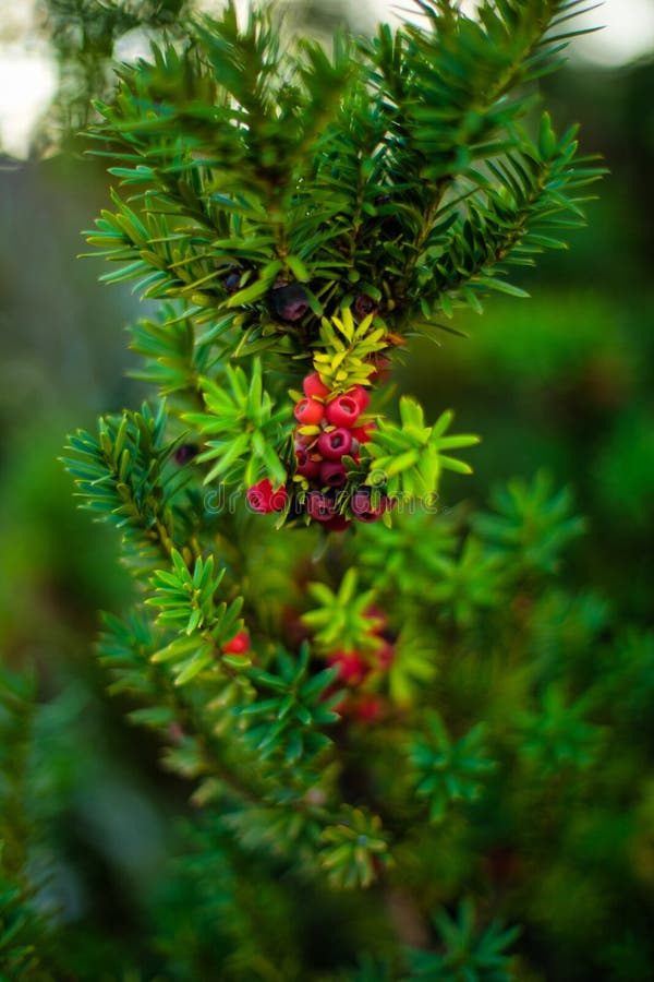 Selective Focus Shot of Lush Evergreen English Yew Tree with Bright Red ...